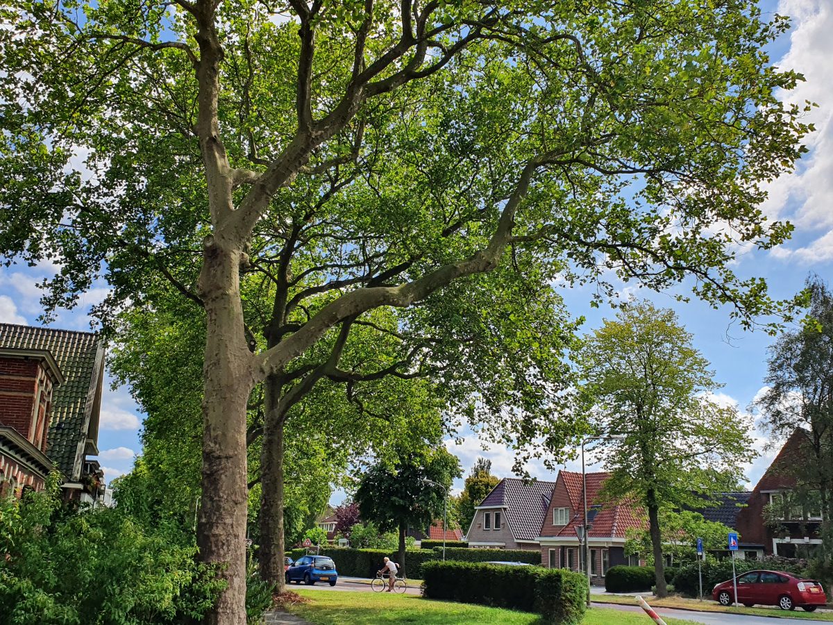 Lion’s-tailing and topping trees are common practices in Groningen yet ...