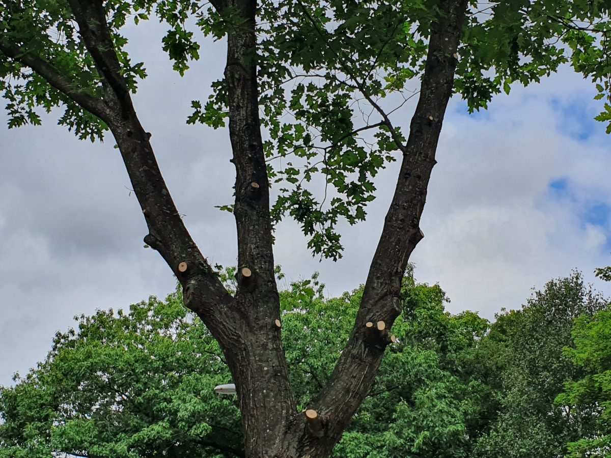 Lion’s-tailing and topping trees are common practices in Groningen yet ...